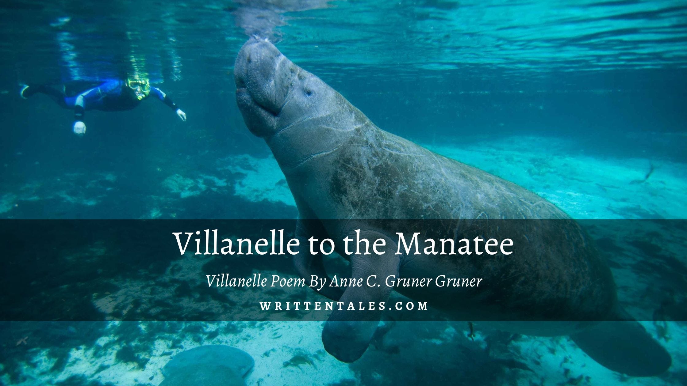 Immerse in the Heartfelt Cry: 'Villanelle to the Manatee' by Anne C ...