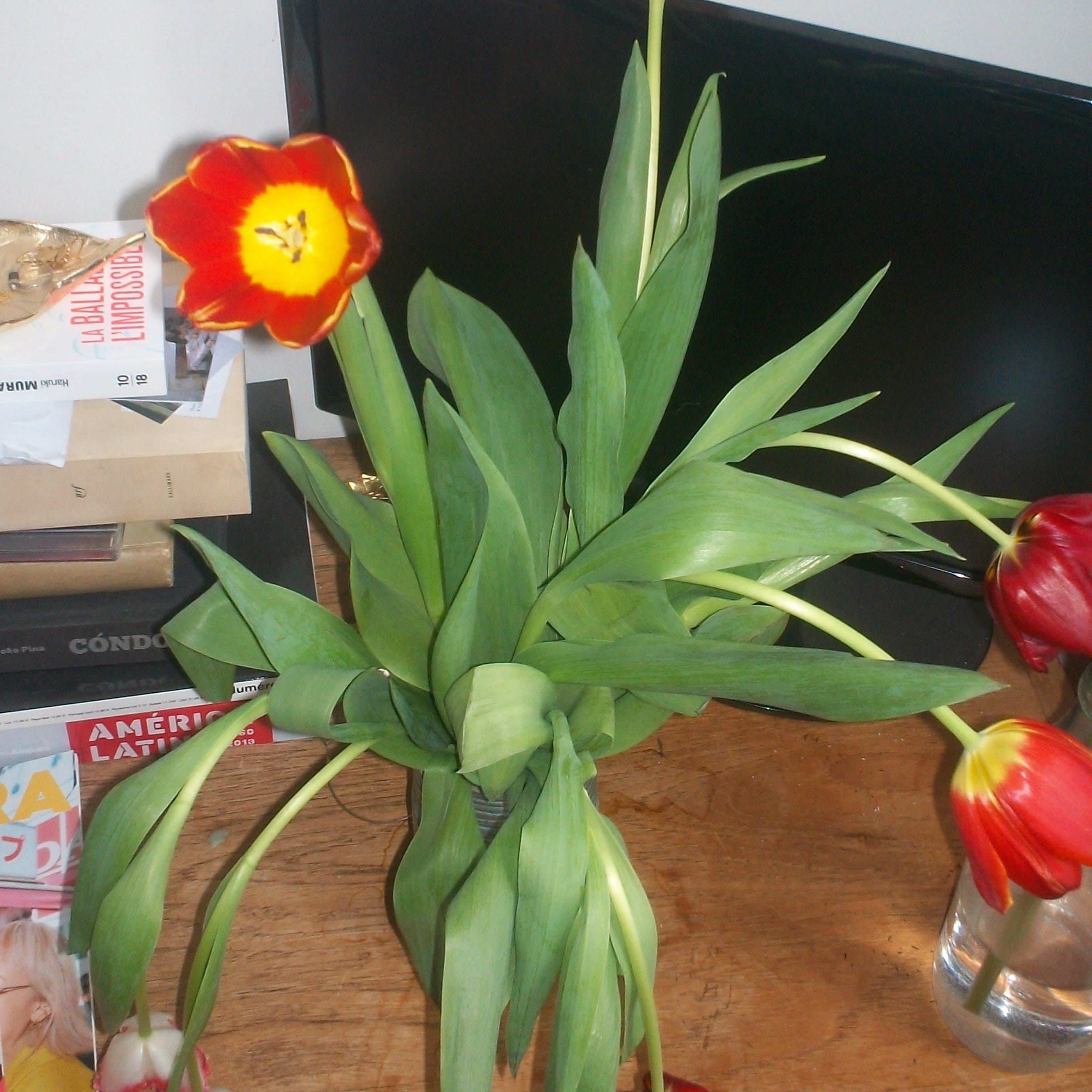 Sofía Supervielle | Substack