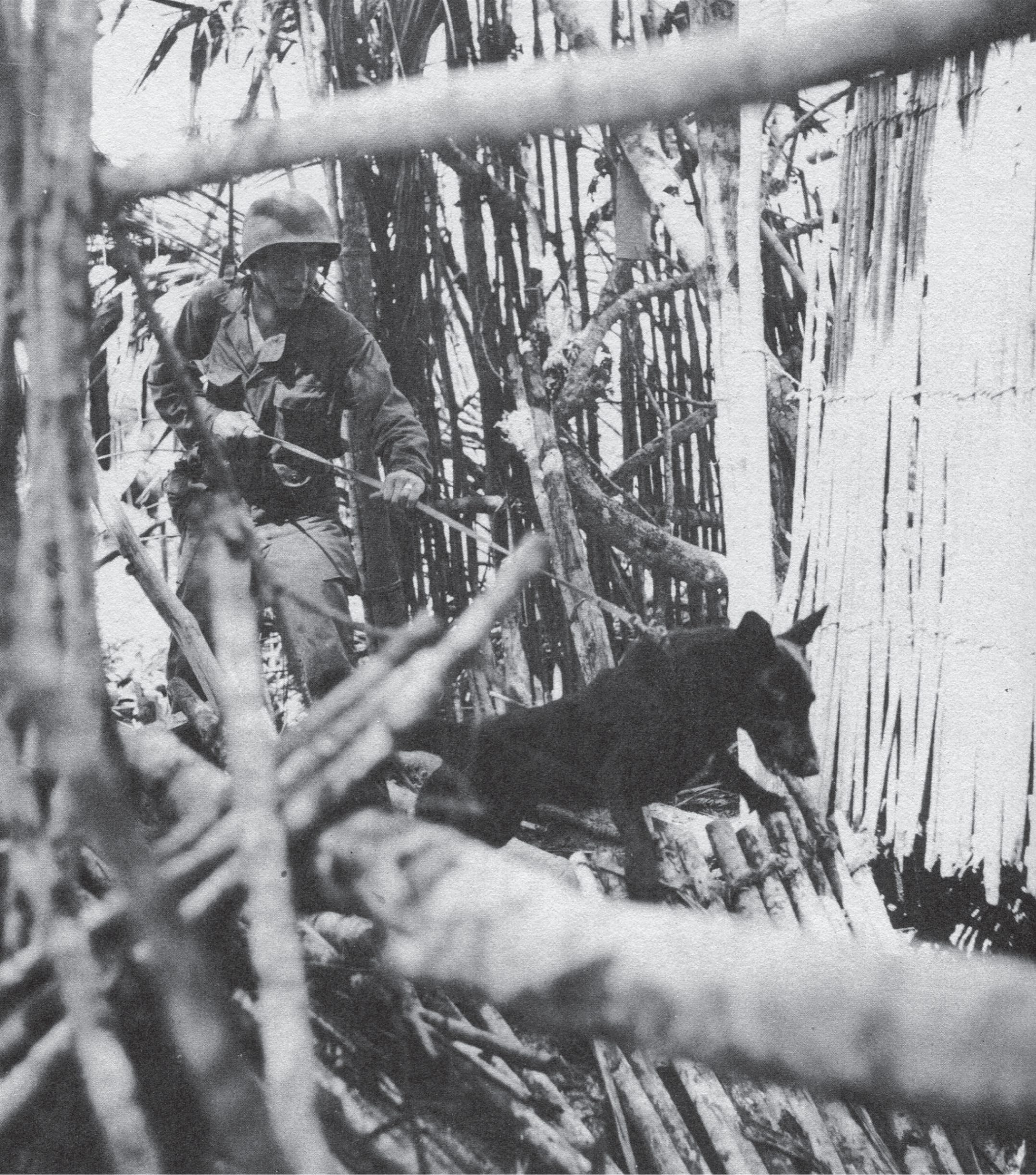 'Military Dogs of World War II' - by Martin Cherrett