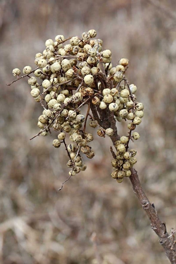 Planting Poison Ivy - by Ragan Sutterfield
