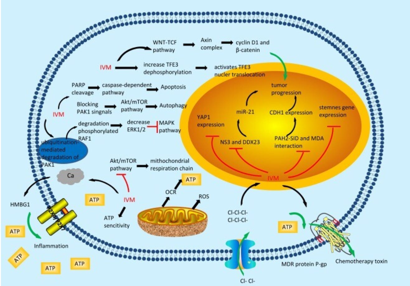 How Ivermectin Fights Cancer: Mechanisms of Action Explained (2025)