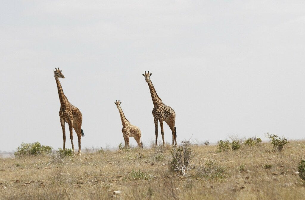 Behold, Flute-legged Leopard-Camels - by Warb of Fire