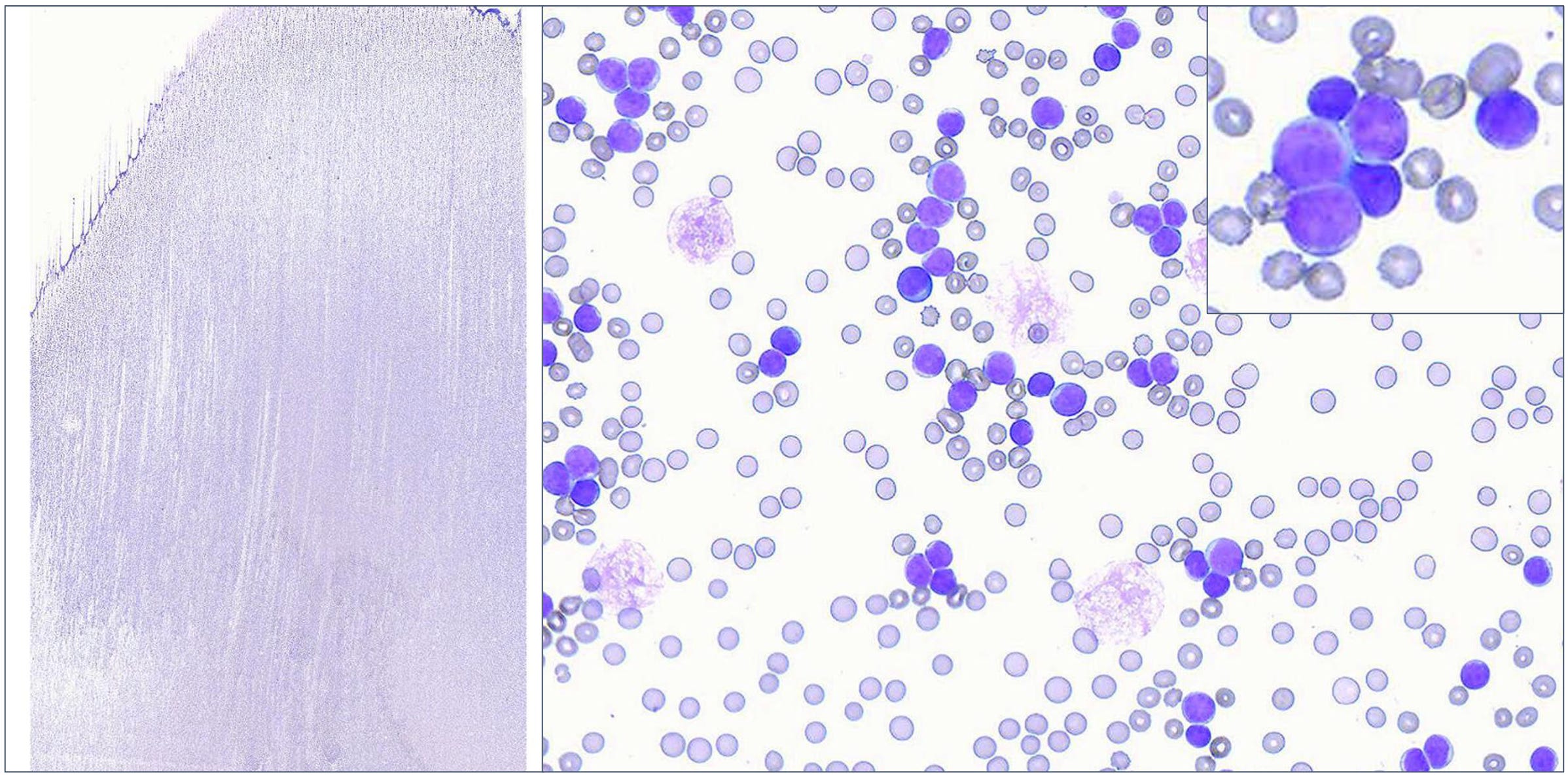 Veterinary Cytology Goes Digital - by Eric Fish, DVM