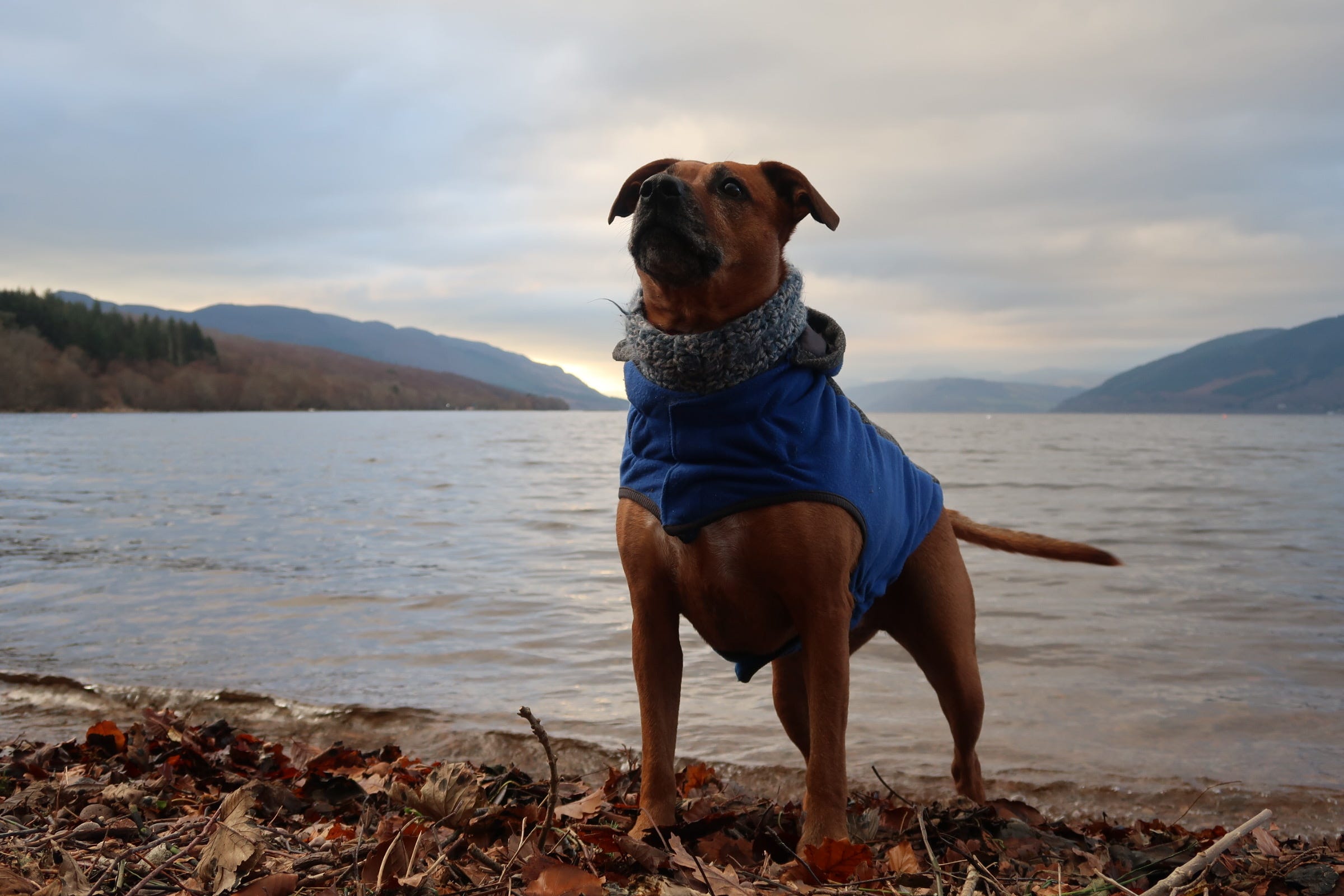 Ruby Protocol: How Fenbendazole, Ivermectin, and Peptides Helped Extend ...