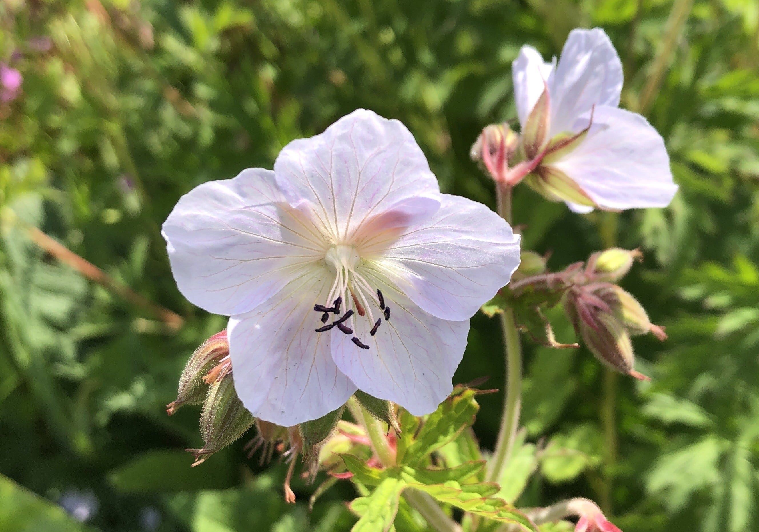RHS Chelsea Flower Show Short Read #1: Three hardy perennials that ...