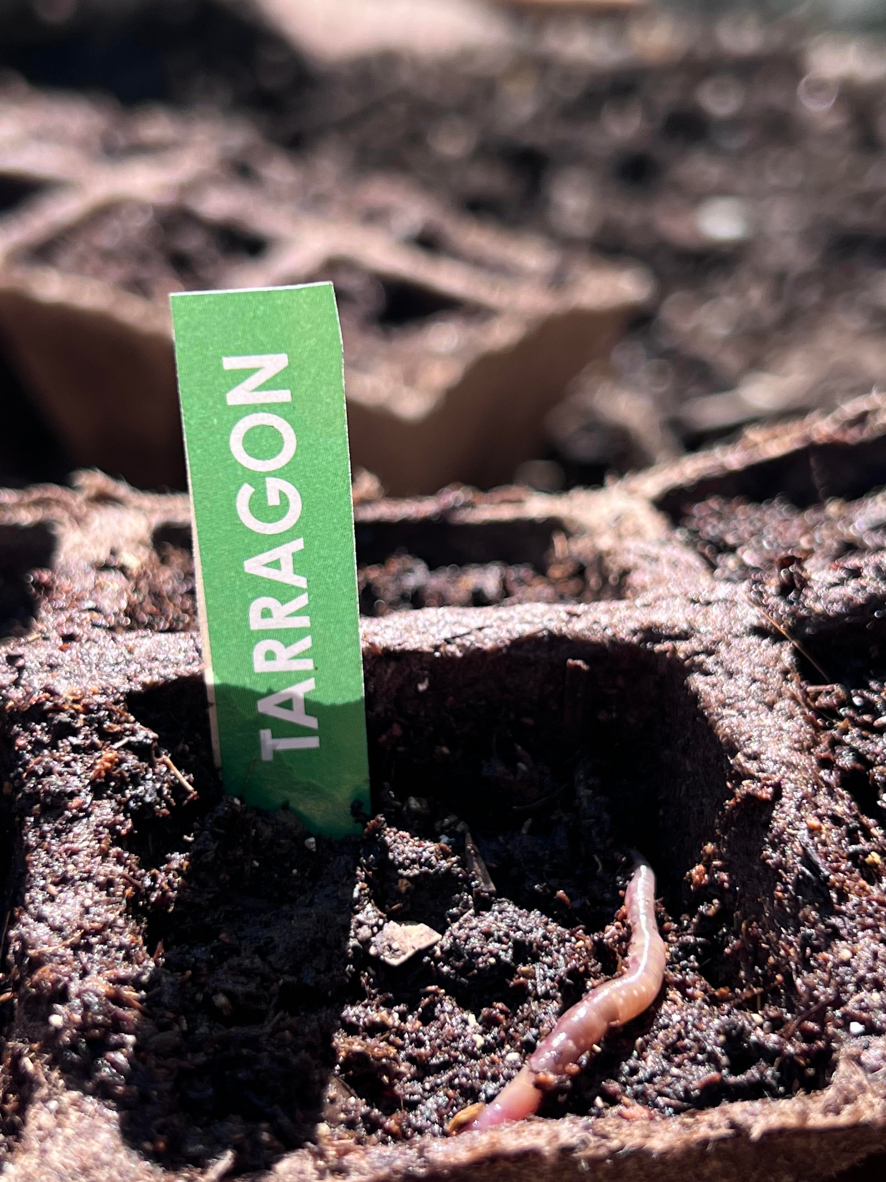 How to use compost with seeds and seedlings
