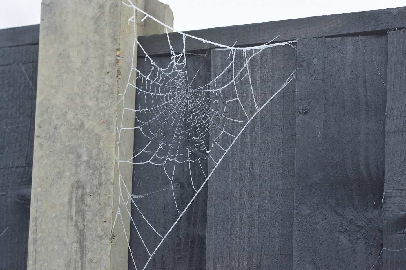 Cobwebs in the Frost - by Maurice Moore