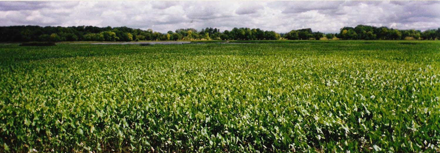 Wapato: The Incredible, Edible Duck Potato - by TheLastFarm