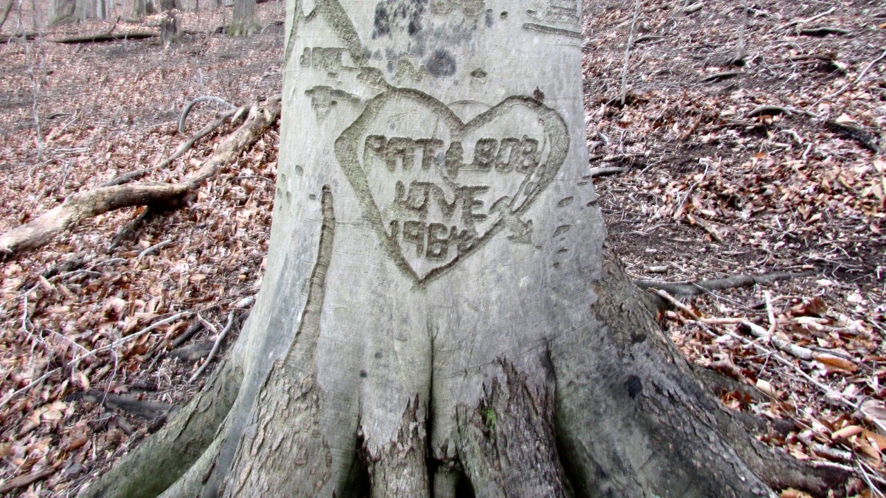 Could one of our most important trees disappear with barely a whimper?