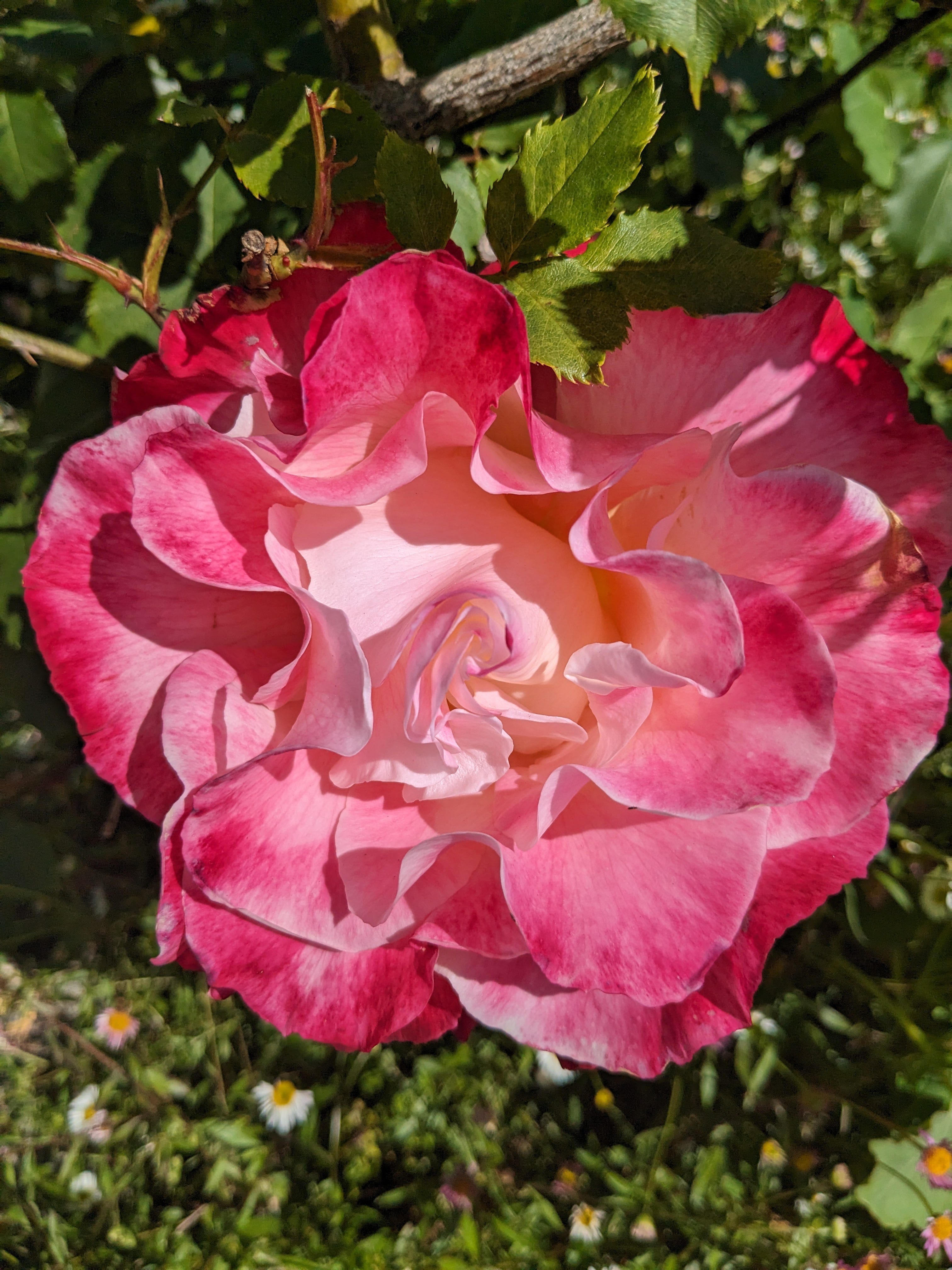 Womb - by Samantha Kanofsky - Samantha’s Substack