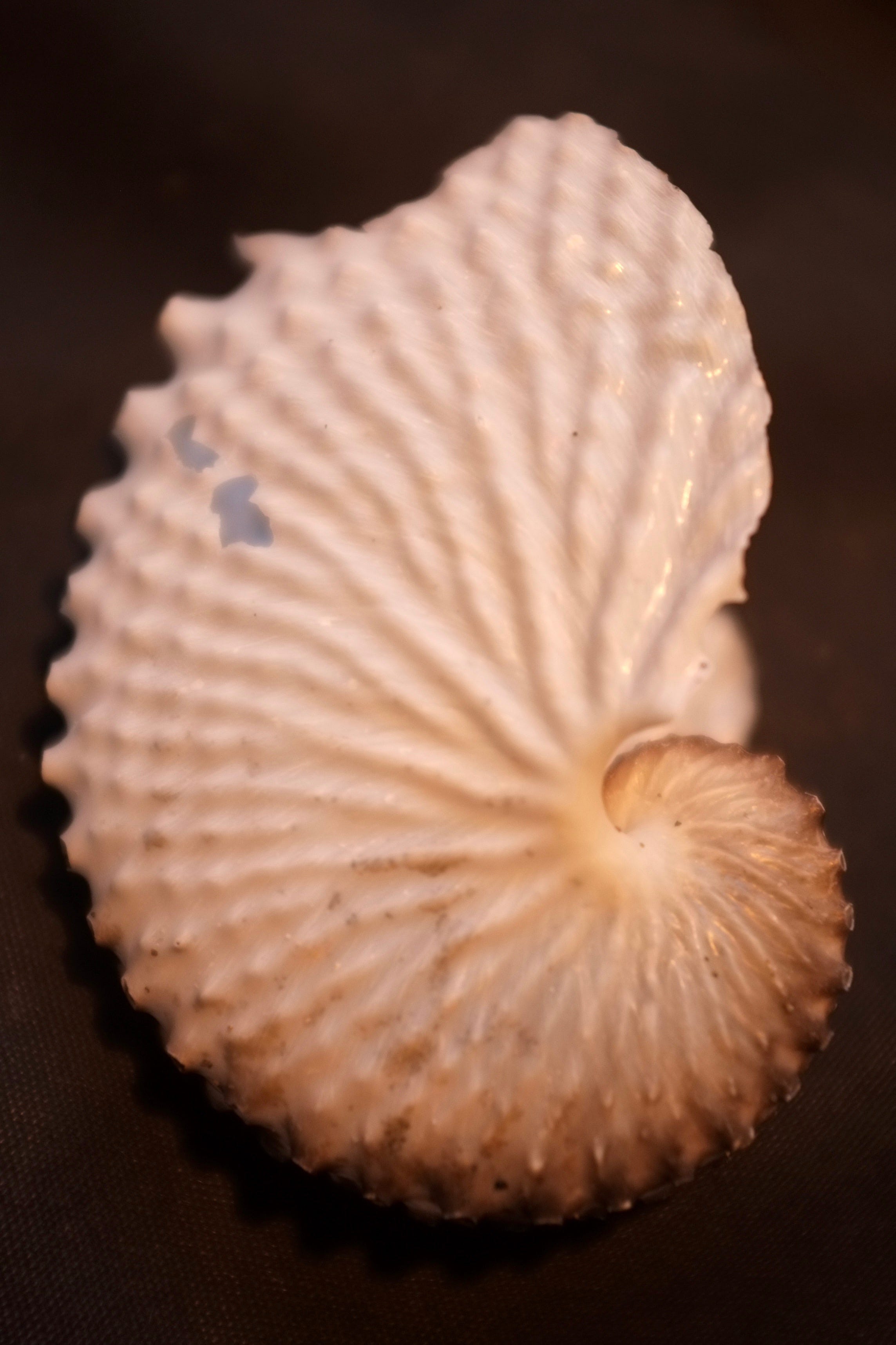 The Pūpū Tarakihi / Paper Nautilus Method of Wizarding