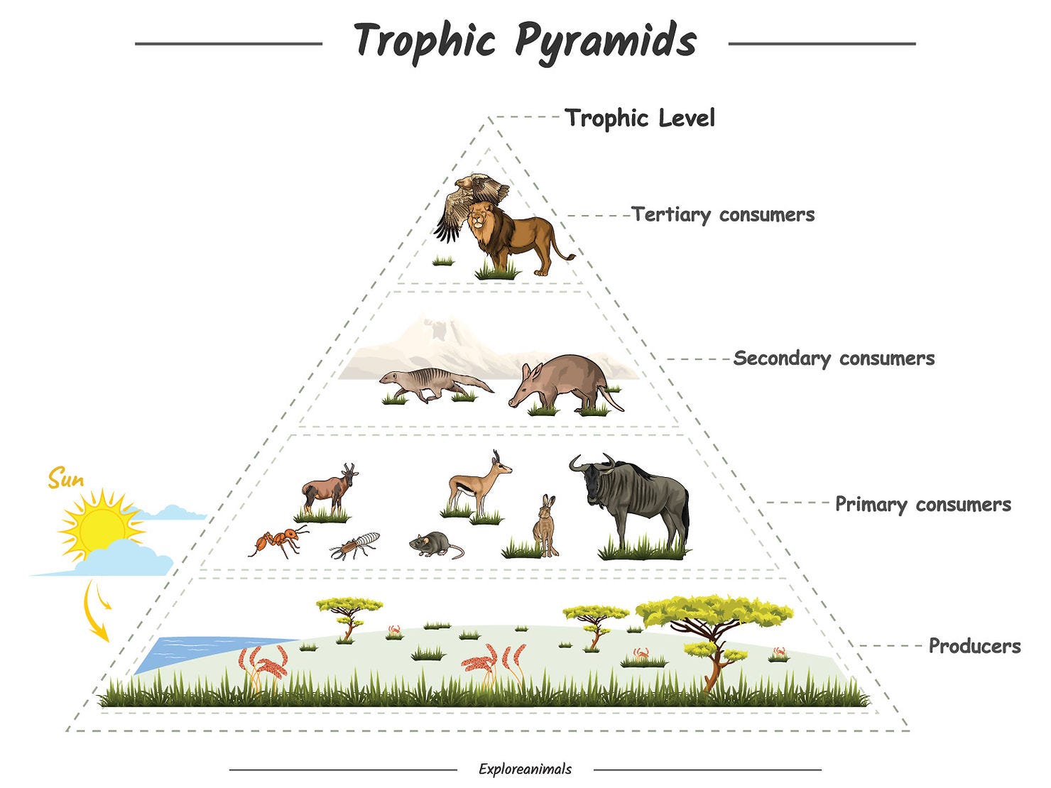 Trophic Levels - by Tanner Janesky
