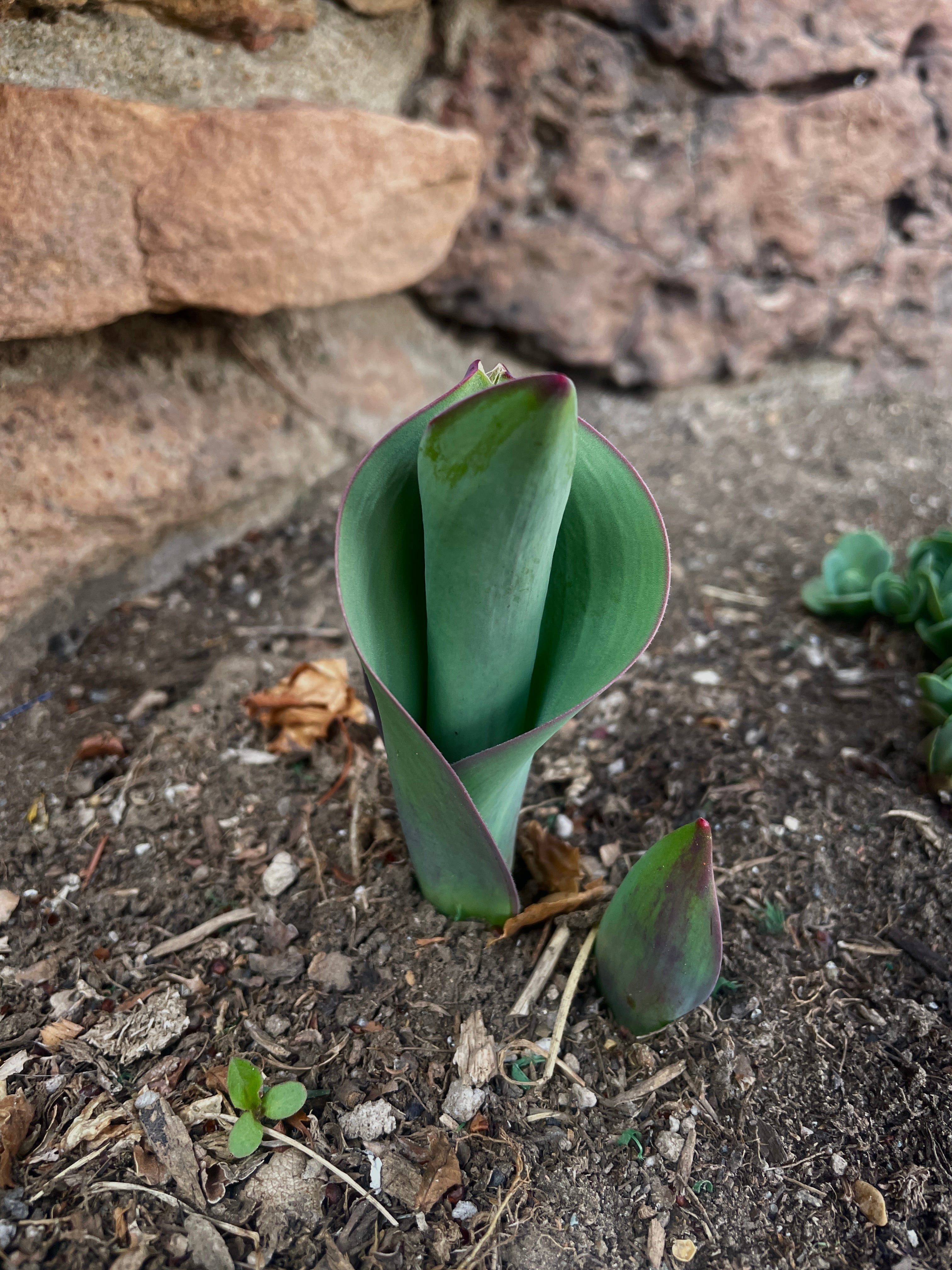 Health Truly Is Wealth - by Renée Mudd