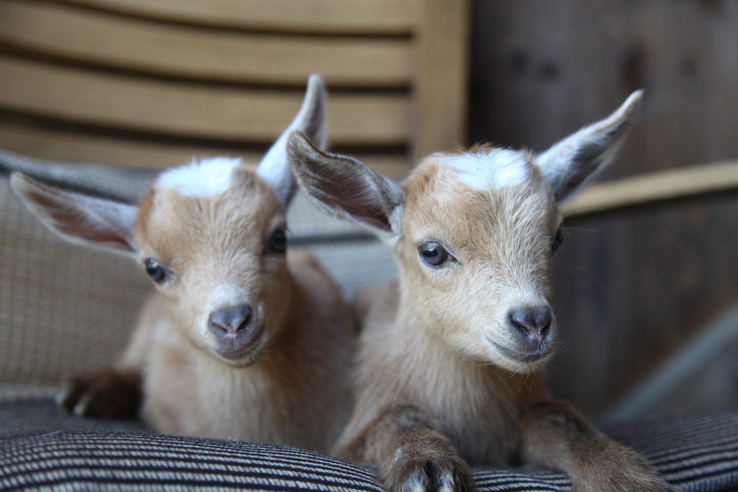 Baby Goat Stampede! - by Martini Glambassador