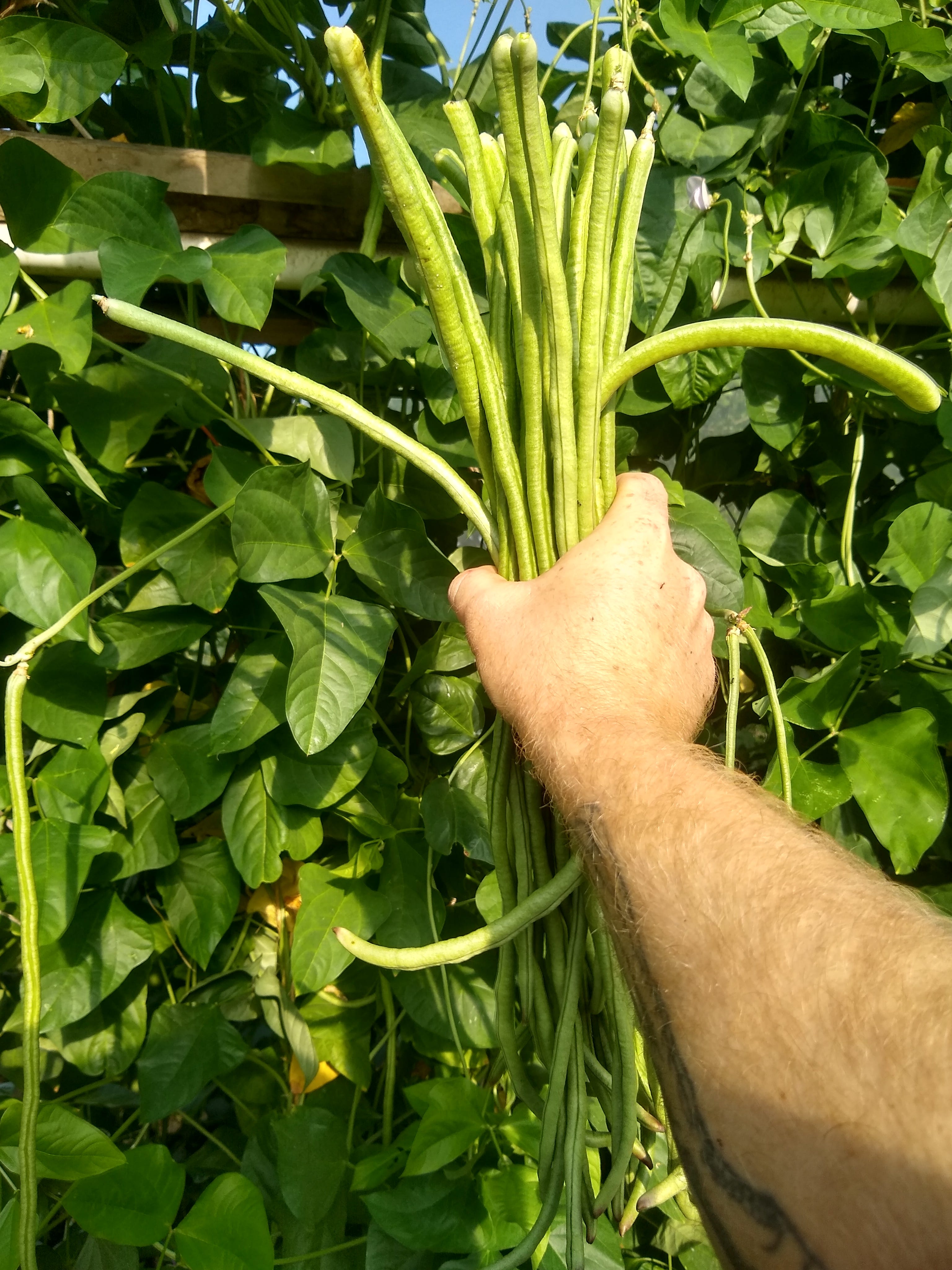 Panting, Wallering, and Salivation - by Benjamin Bramble