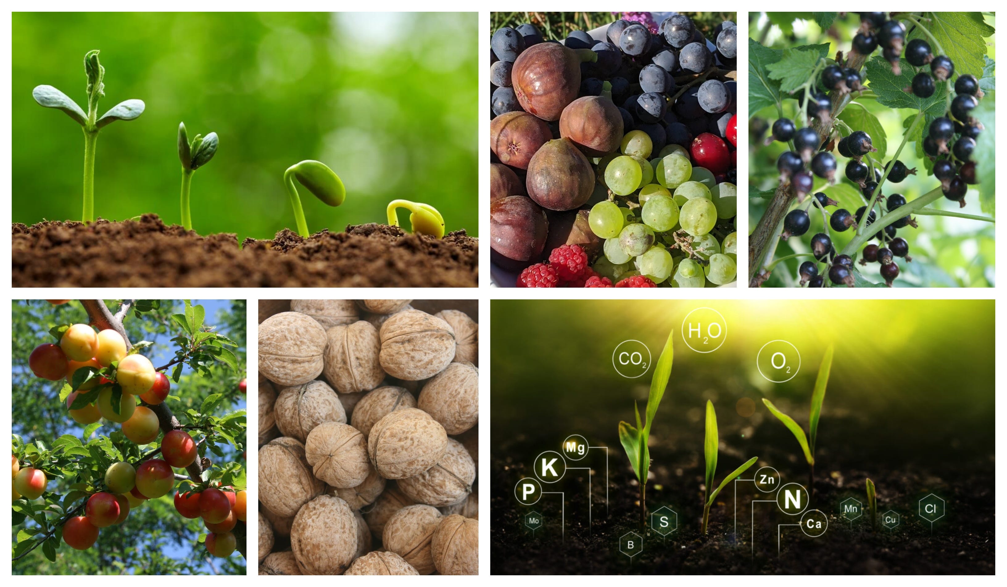 Balkan Ecology Project : The Nutrients Plants Need to Thrive