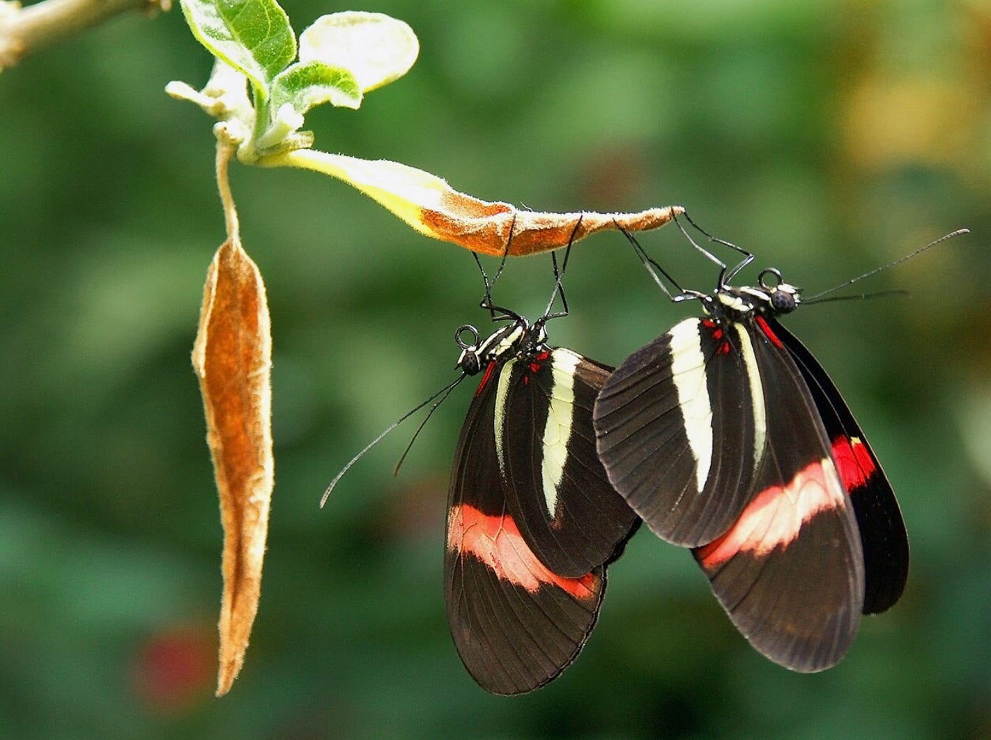 AI Technology Inspired by Mating Butterflies