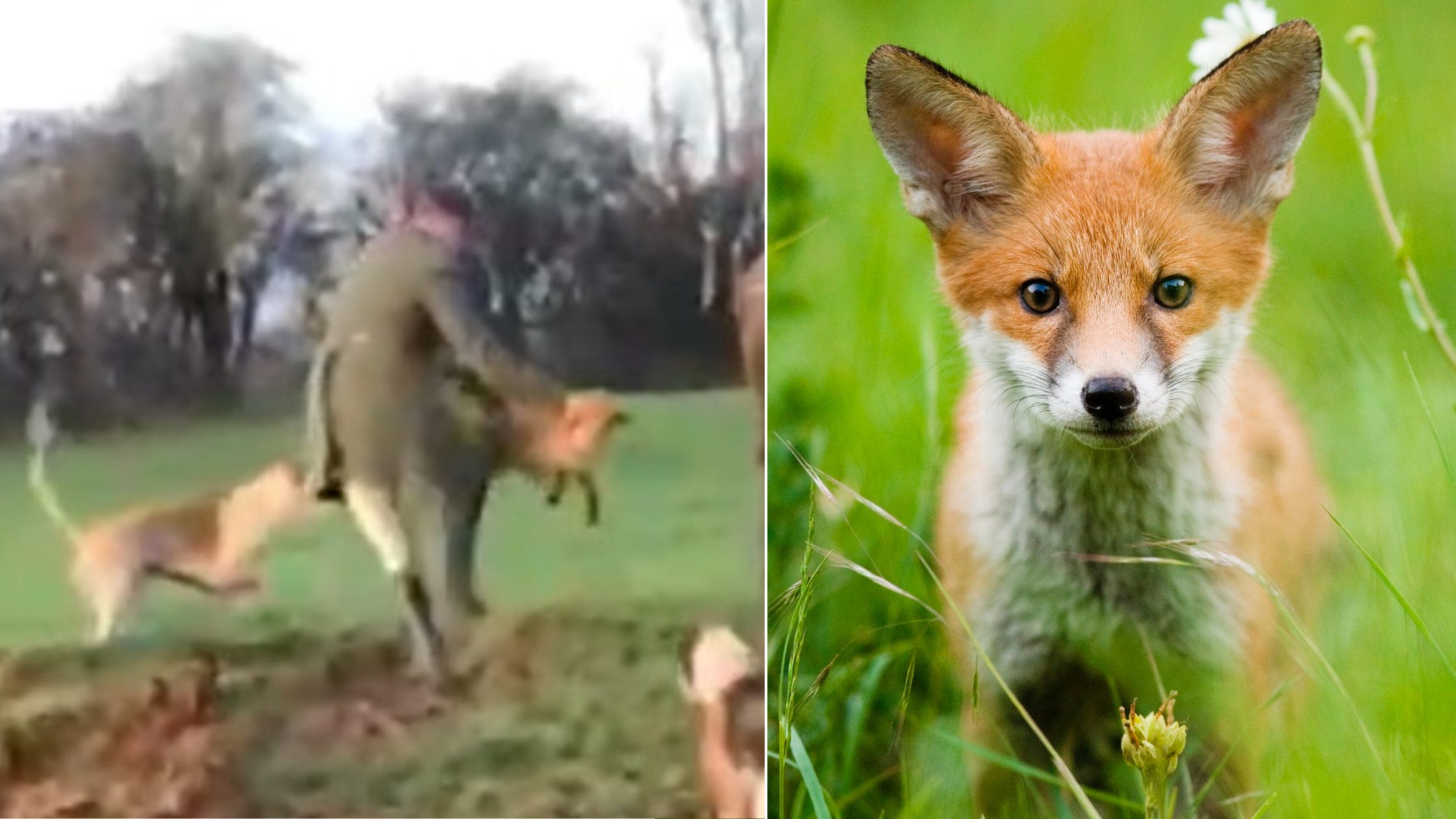 Why strengthening the Hunting Act isn't the answer to ending fox hunting