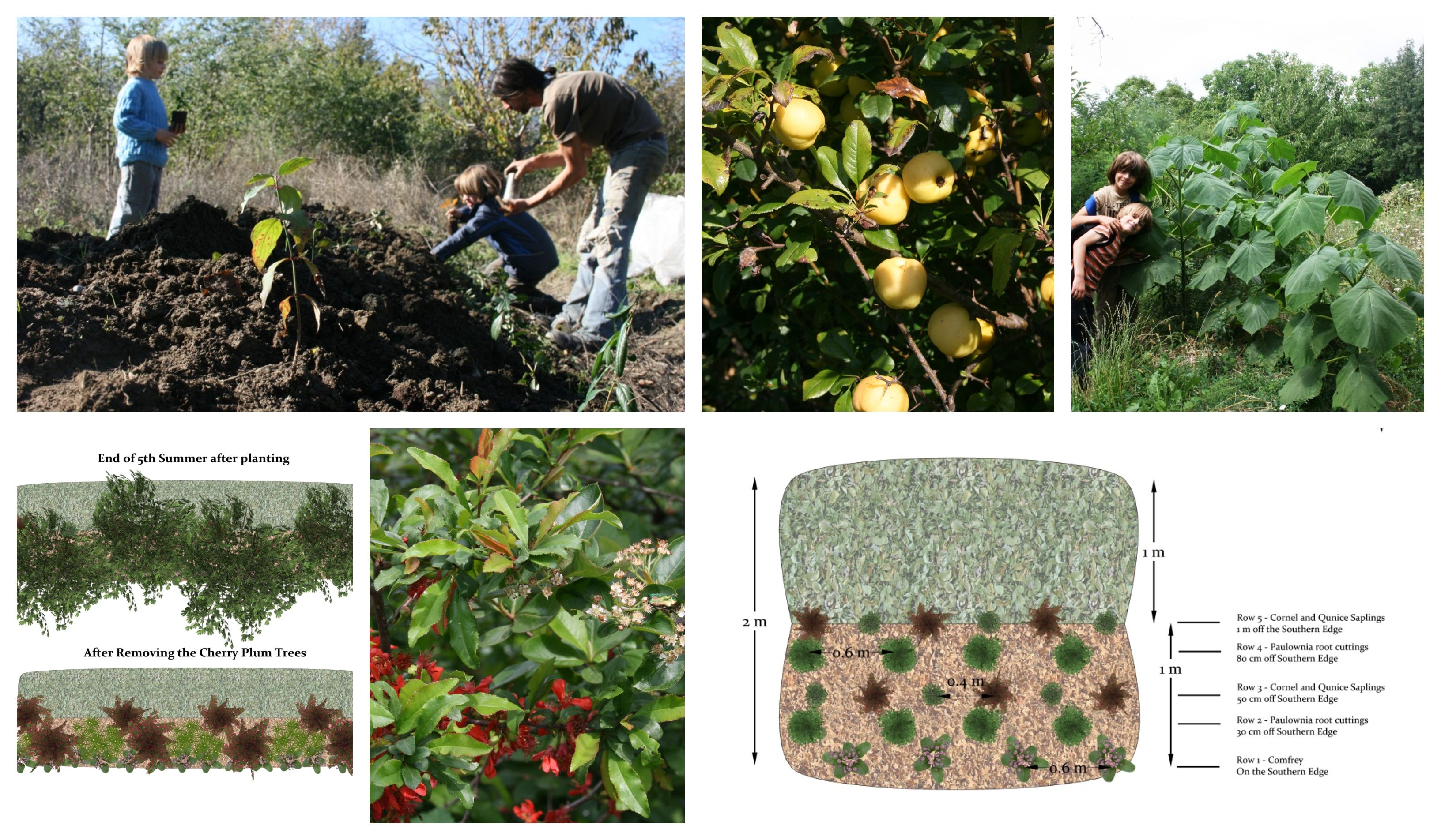Balkan Ecology Project : Polyculture Profile - Perennial Productive ...