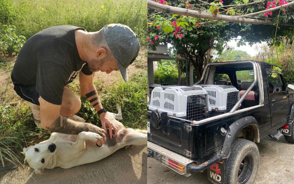 We Fixed An Island - by Niall Harbison - Happy Doggo