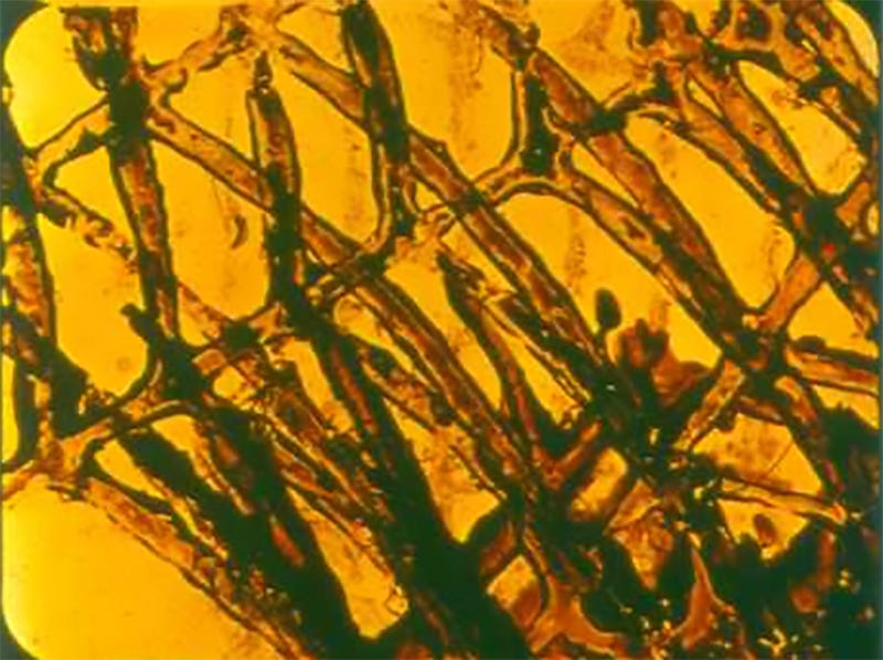 Tone Glow Presents "Inventing Eternity: The Undersung Films of Late-Era ...