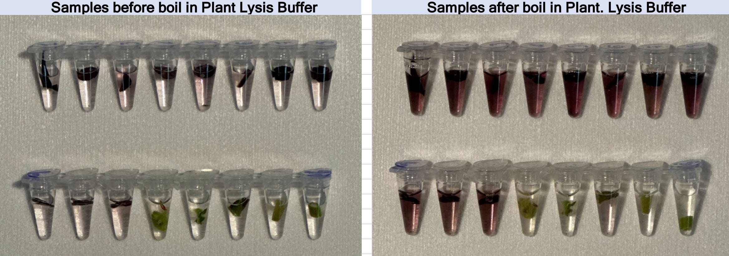 Koch's Postulates on Hop Latent Viroid - by Anandamide