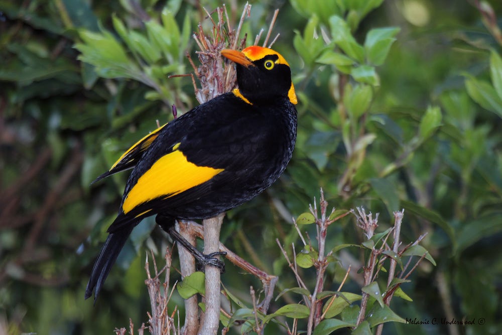 Bird of the Week: These Ten Gay Birds - by Jack Mirkinson