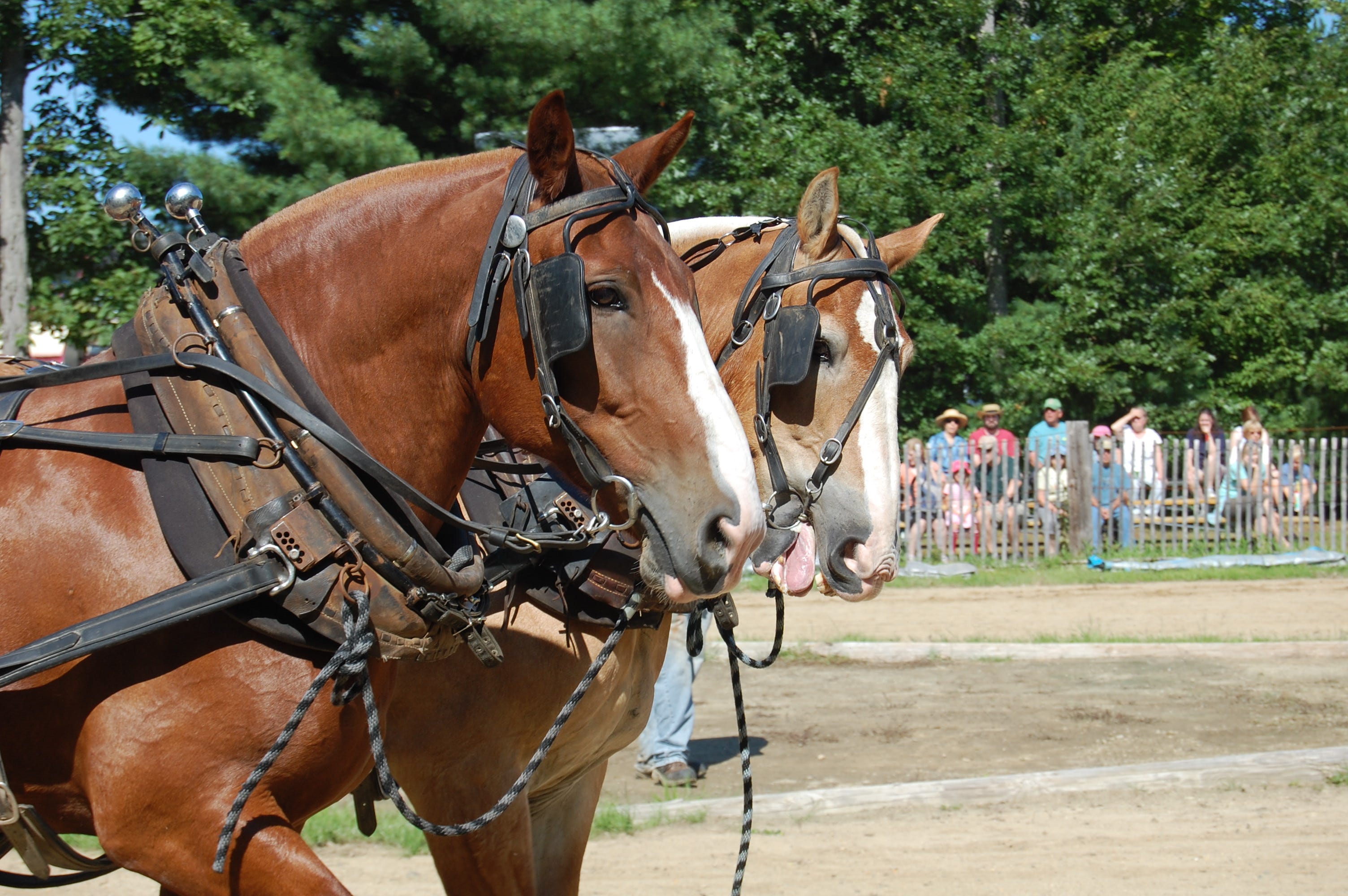 Celebrating America's Agricultural Fairs;