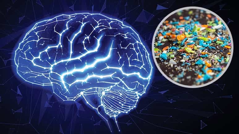 Microplastics Accumulate in Your Brain More Than Other Organs