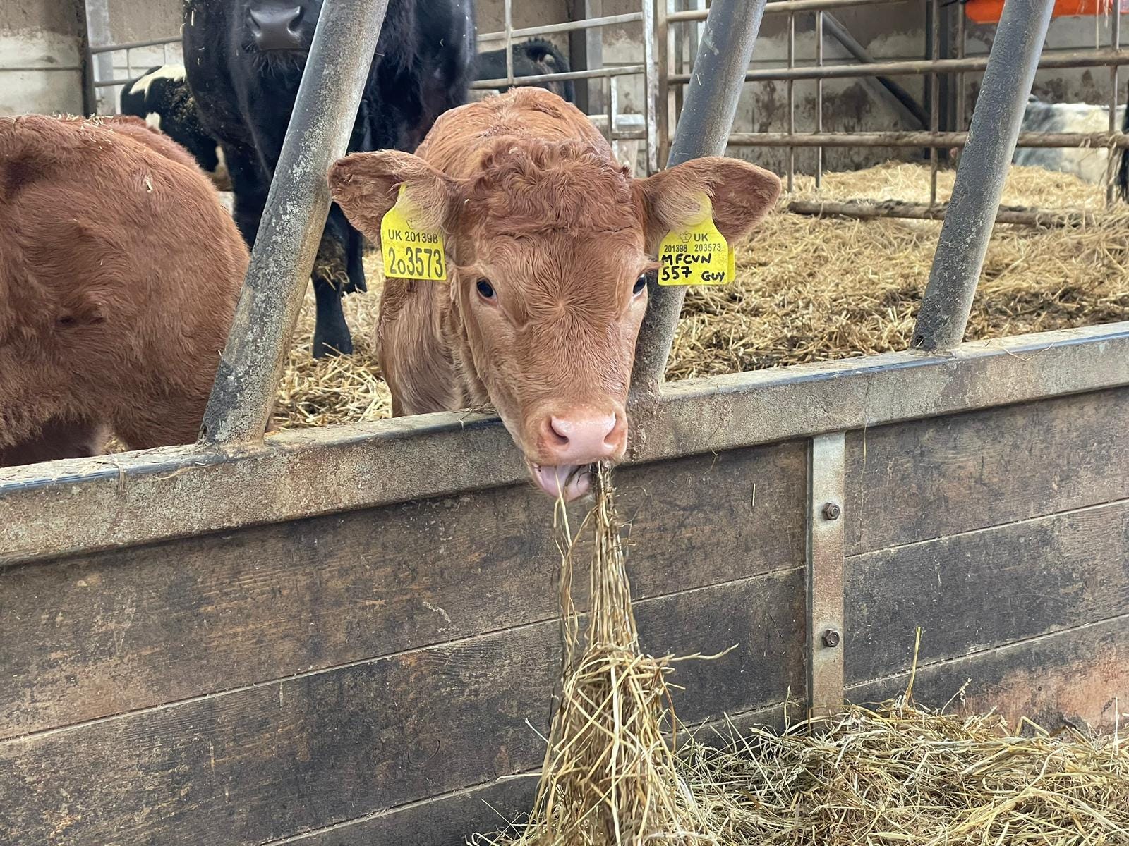 No apologies, this weeks update is gorgeous, but why does a cow have a ...