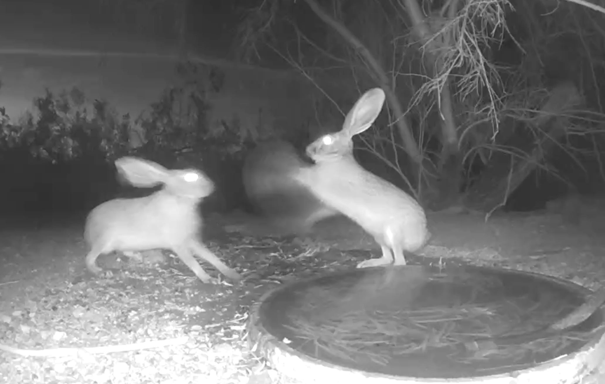 Wildlife Wednesday: Raging Rabbits - by Kat Talley-Jones