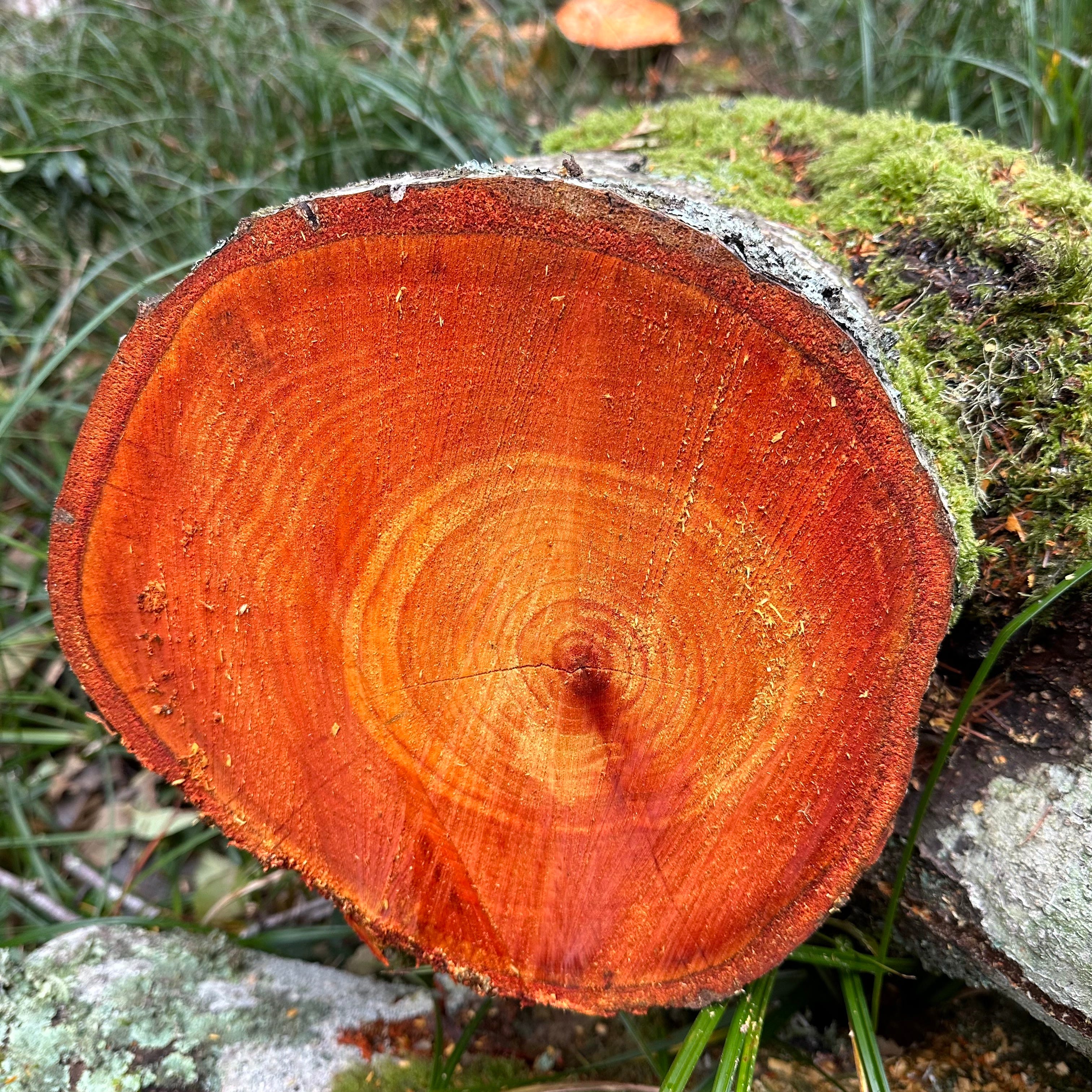 The Bleeding Heart Tree (aka the Red Alder)