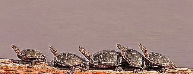 Seven Turtles - by Linda G. Harris - Jump In!