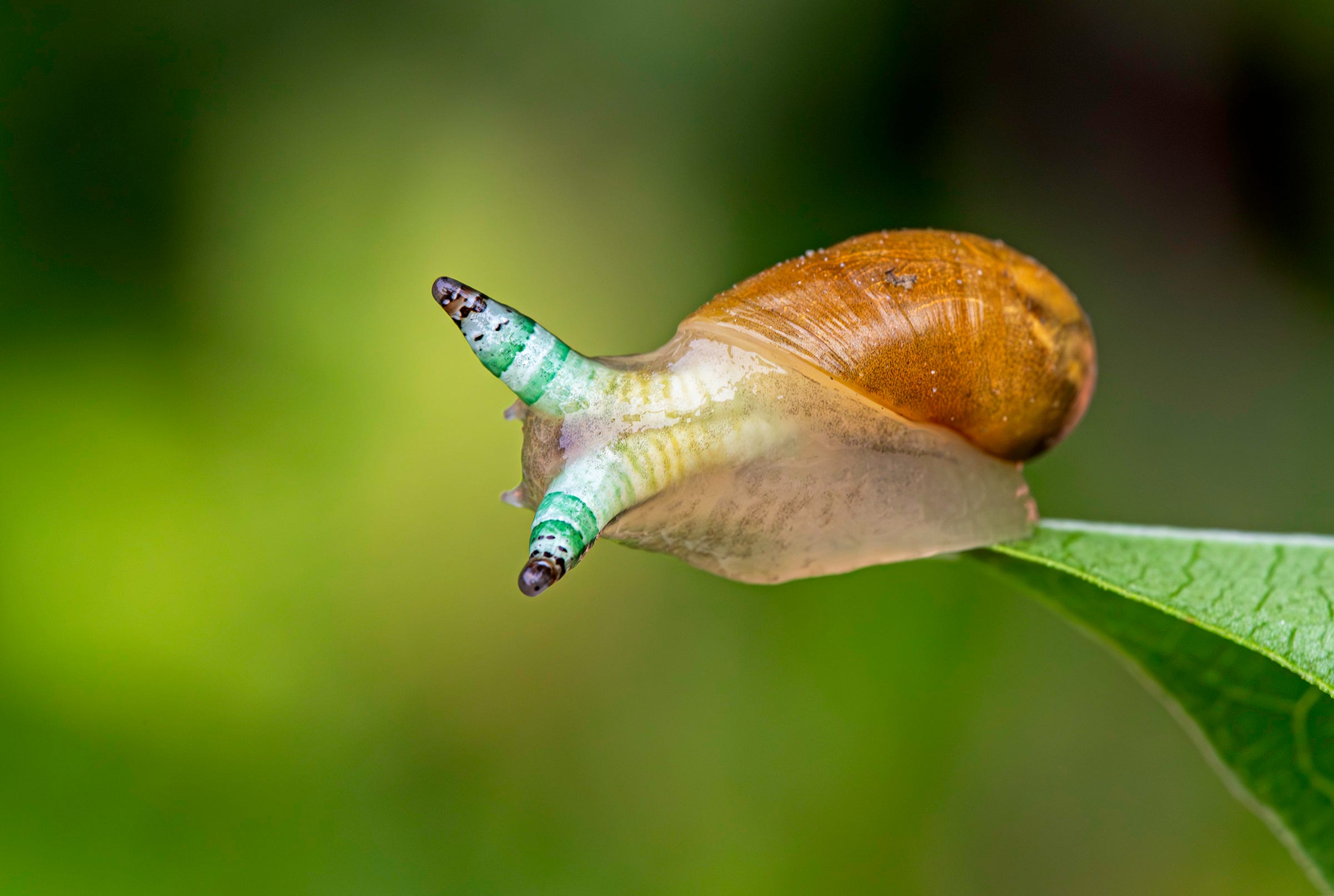 A Parasite, Clickbait and Honesty - by Bryan Pfeiffer