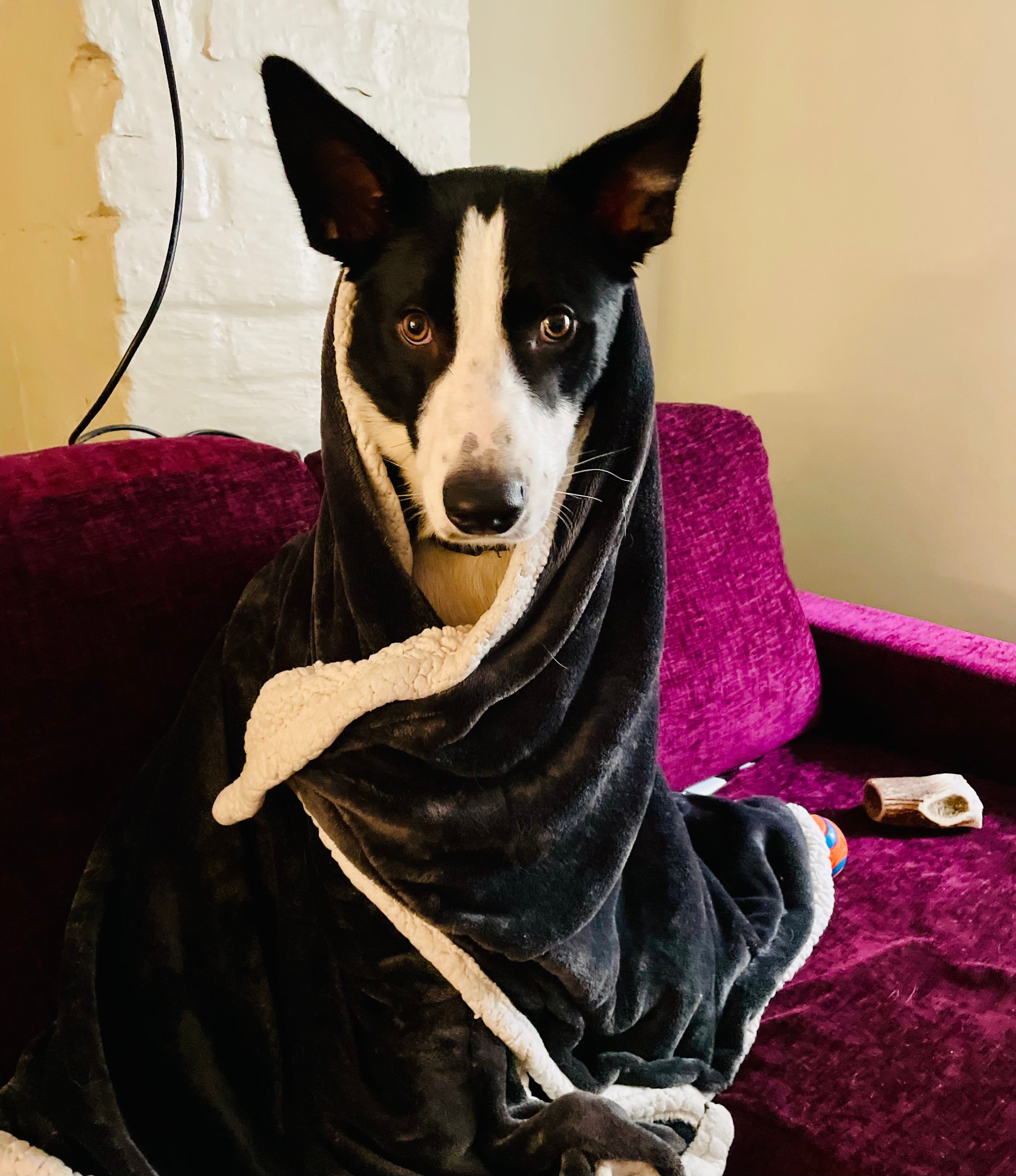 The Evolution of Modern Dogs - by Brian Klaas