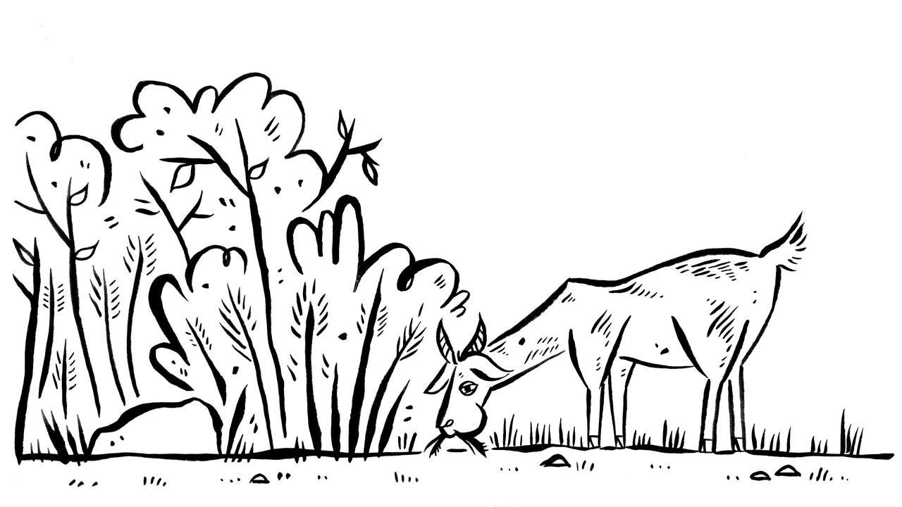 My Wife With Goats - by Michael Patrick Welch - Narratively