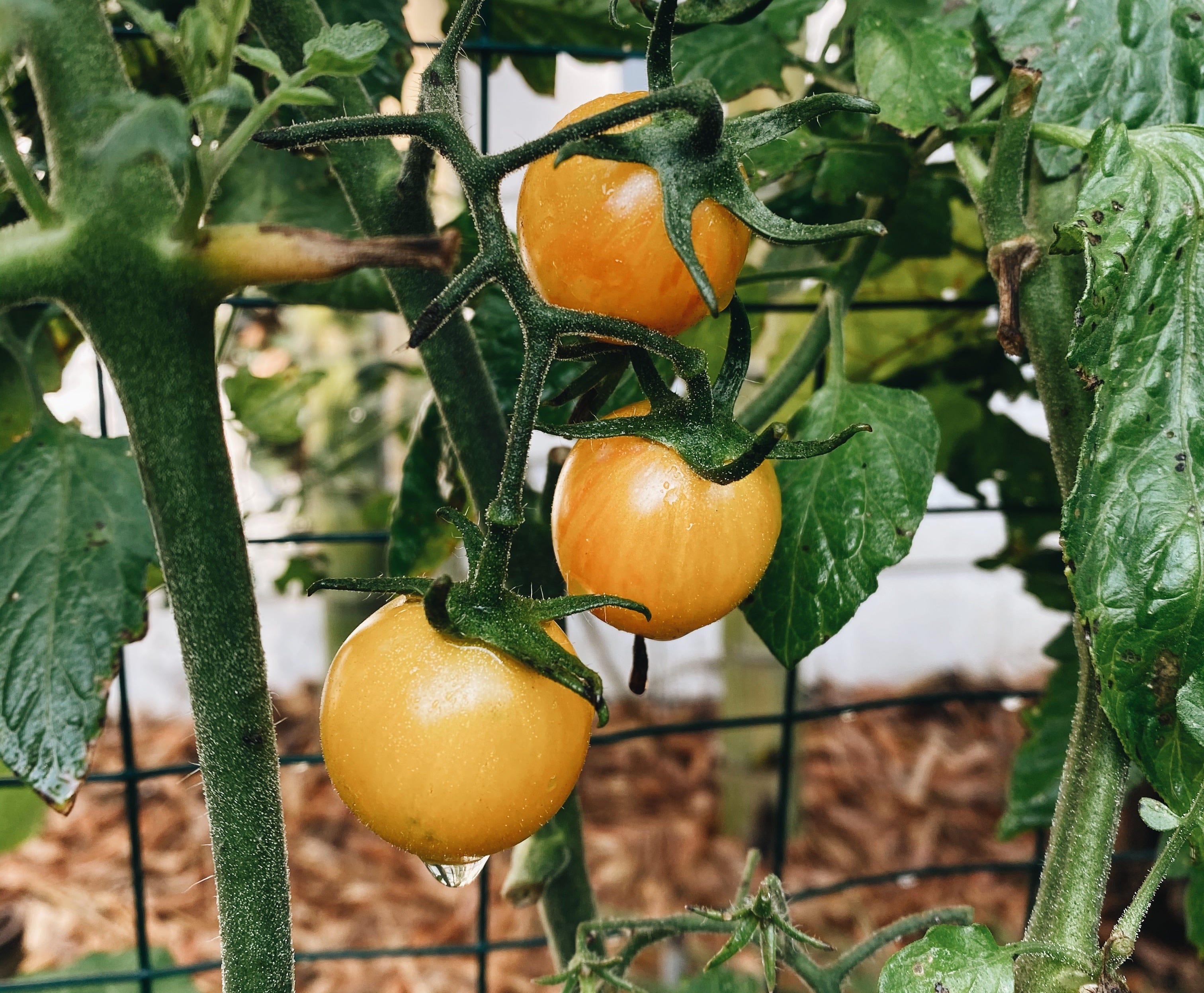 How to Pick the Perfect Tomato - by Boaz Frankel