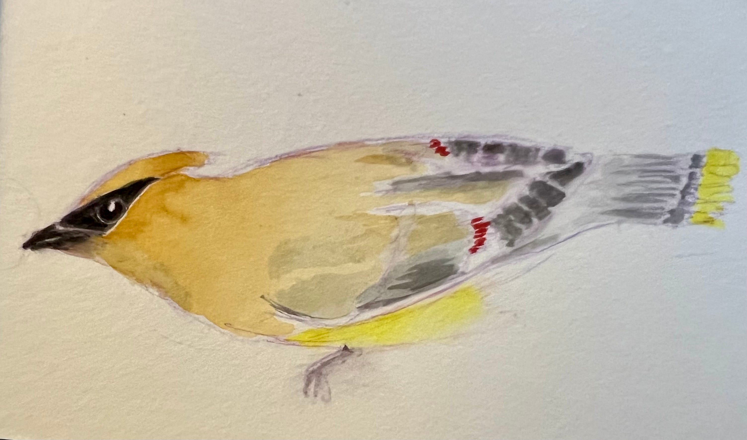 Finding my jinx bird - by Rye Castillo