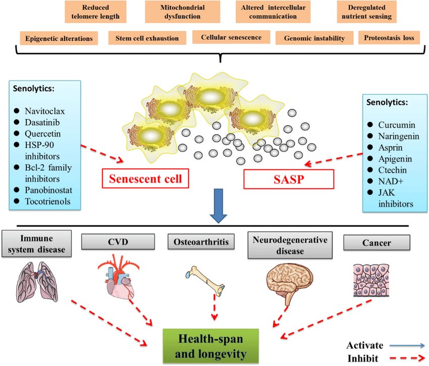 'Hallmarks of Aging' Series Part III: Nutrient Sensing, Mitochondrial ...