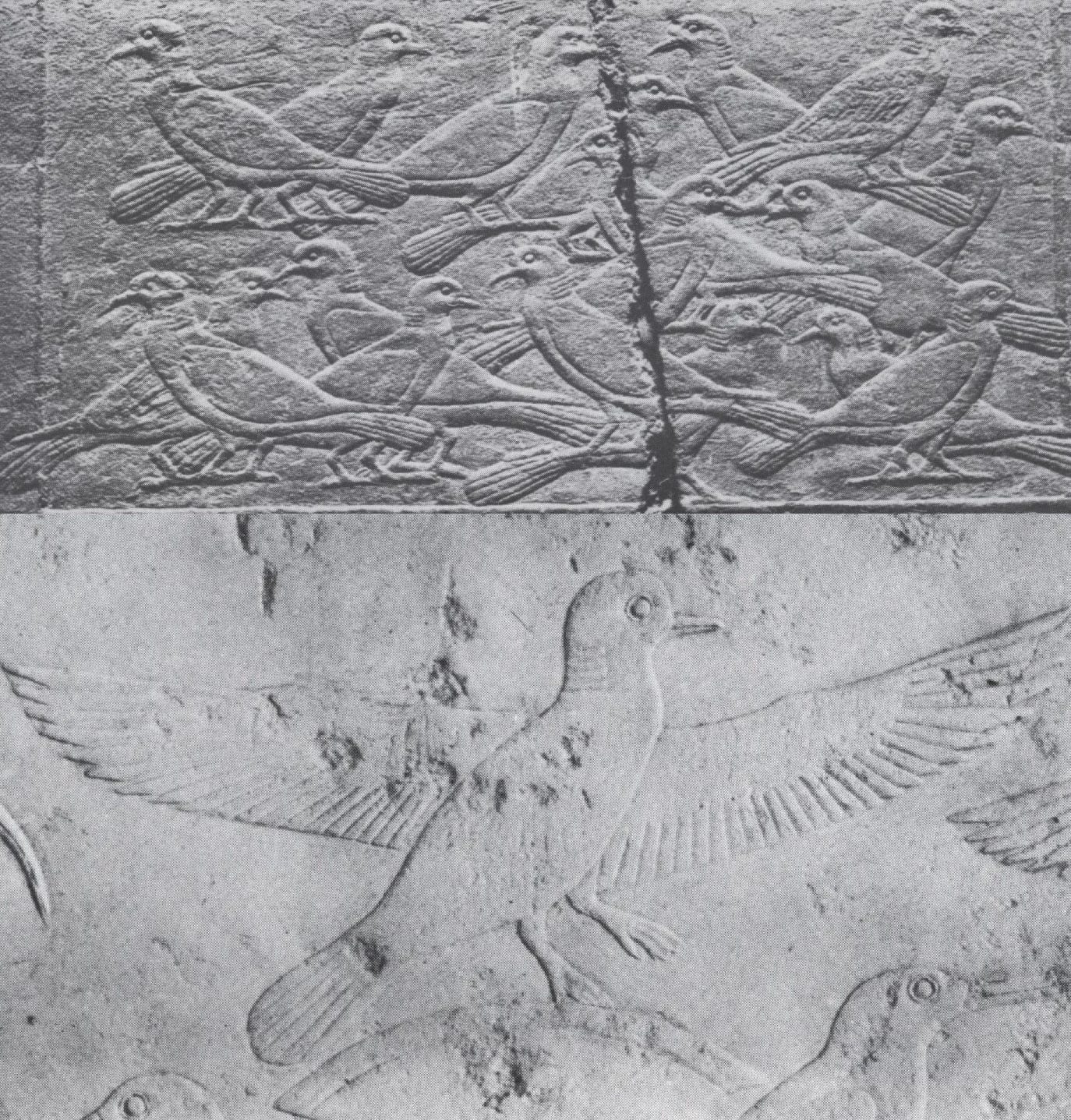 Pigeonholed - The Lanius Shrubstack