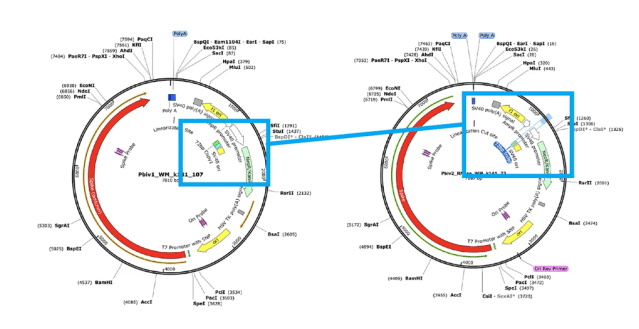 #PlasmidGate: Plasmid DNA in Pfizer and Moderna injections can enter ...