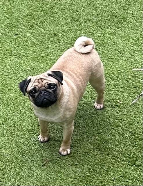 Ancestral Heights - A Pug's Gallery