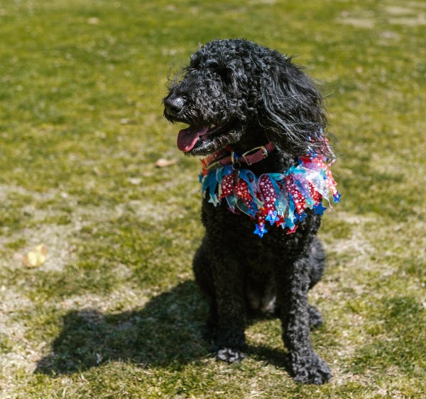 Phantoms and chimera - by Jonn Elledge