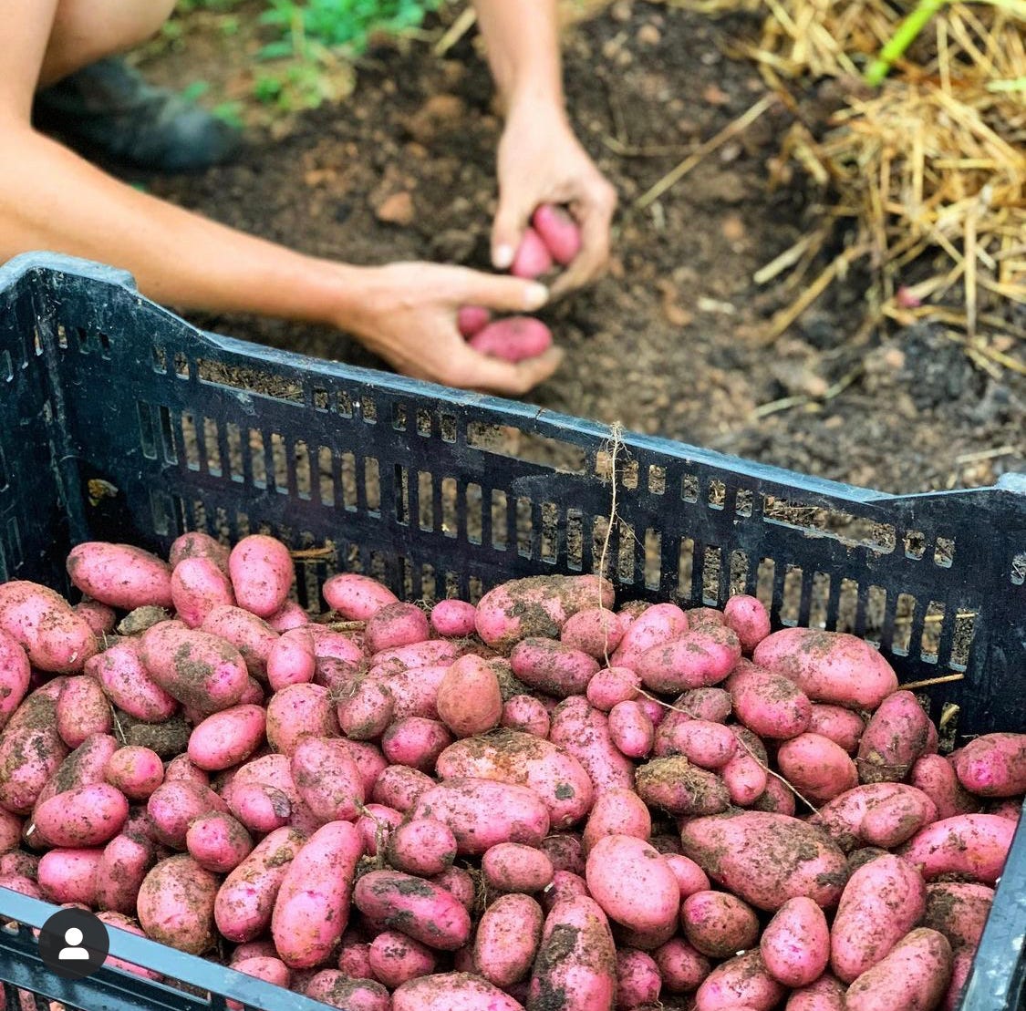 planting potatoes 101 - by Michelle Aronson