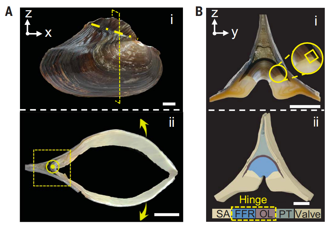Beating Material Fatigue: the Inspiration from Nature