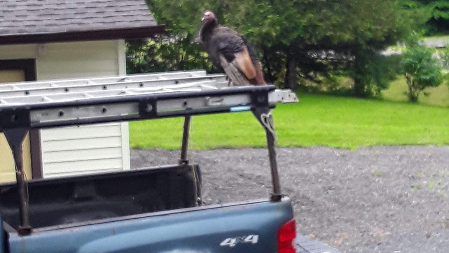 Meet Goober and the gang, Noonan’s feathered celebs