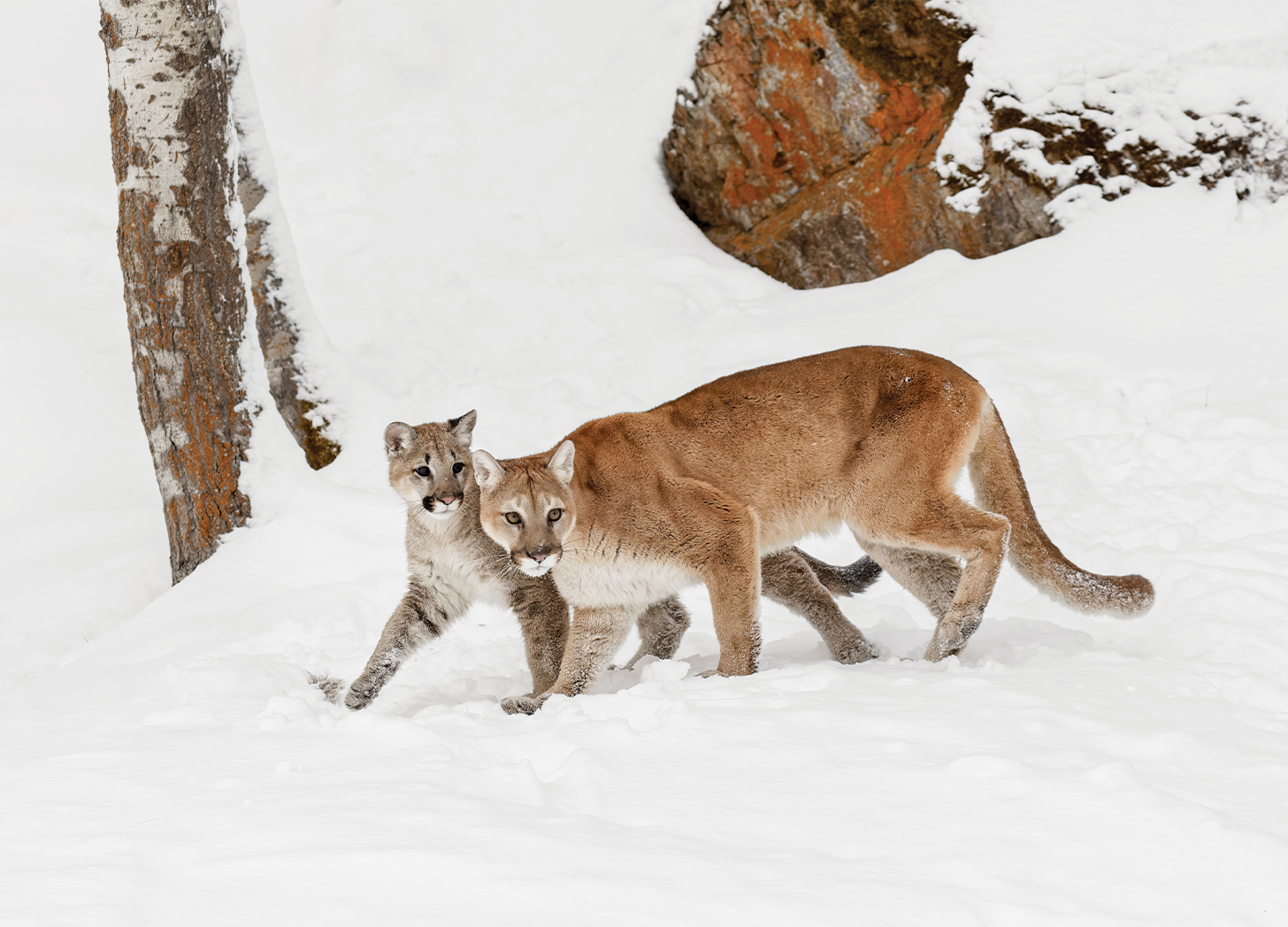 KW Norton Borders | Substack