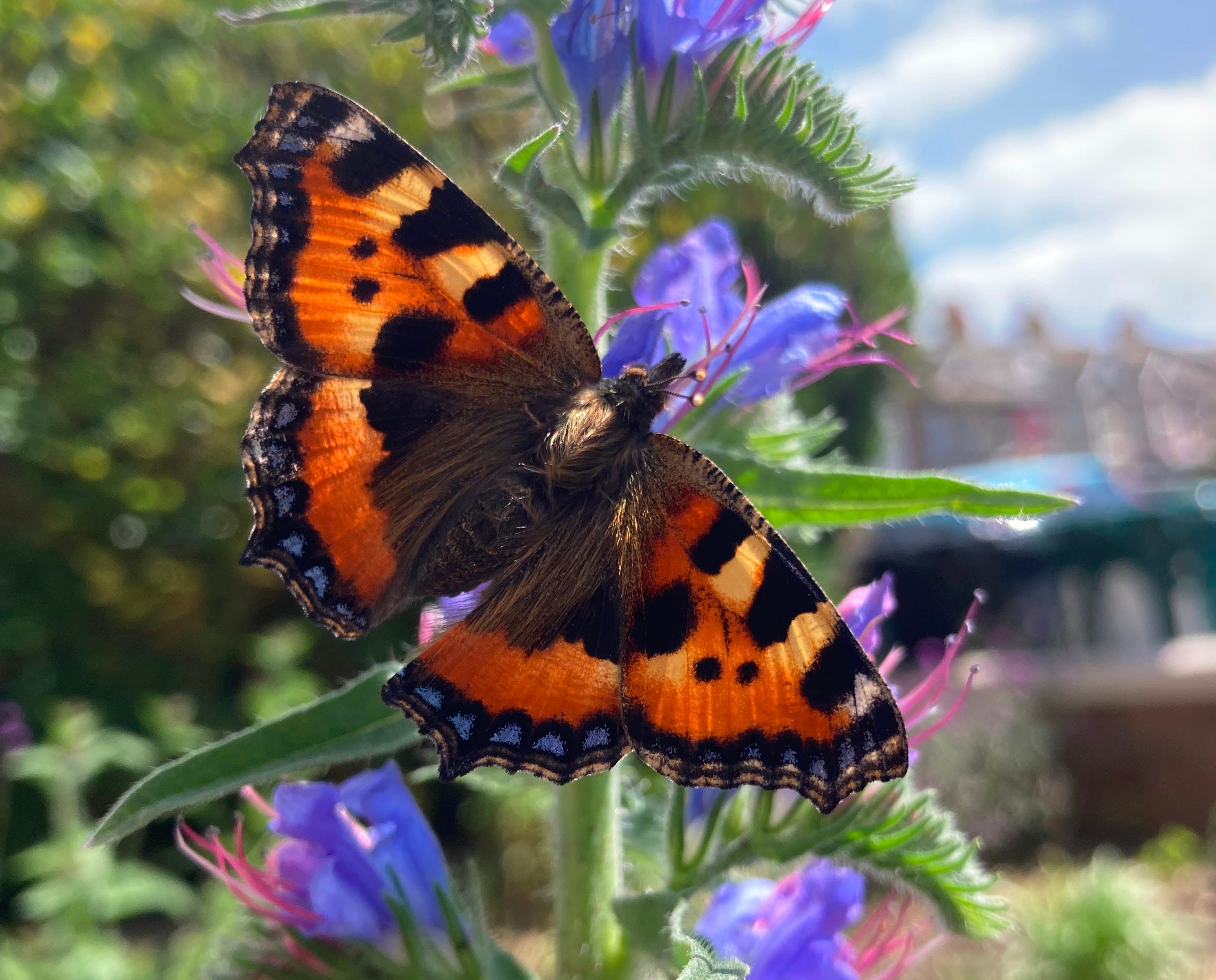 Stepping up for pollinators: butterflies - by Kate Bradbury