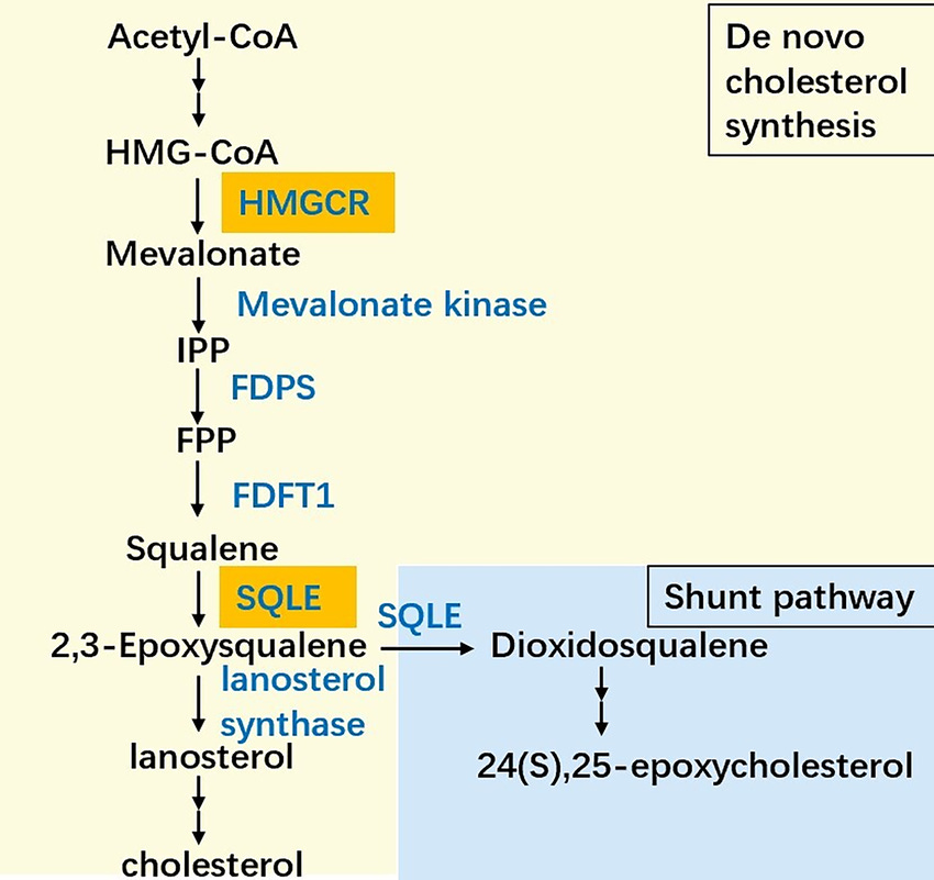 Classics in Medicinal Chemistry #1: Atorvastatin