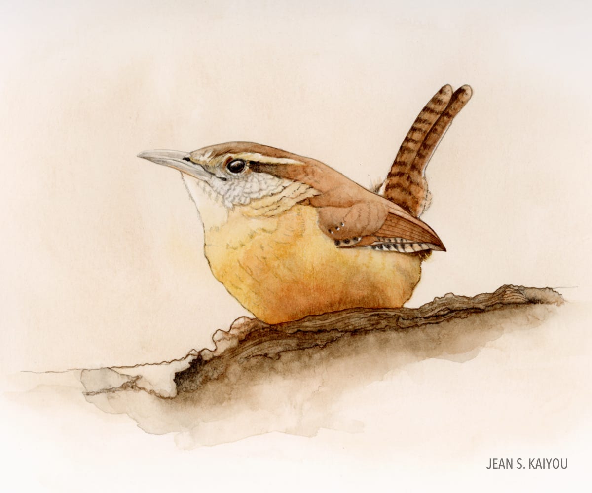 Exploring Line and Wash - by Jean S. Kaiyou